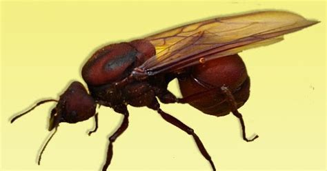 Formiga Tanajuraiçá O Inseto Que é Uma Iguaria Da Culinária