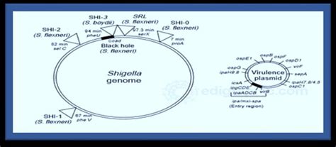 Virulence Gene In The 30 Kb Pathogenicity Island Of 220 Kb Shigella