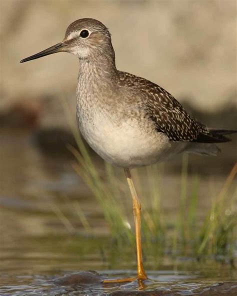 Lesser Yellowlegs Alchetron The Free Social Encyclopedia