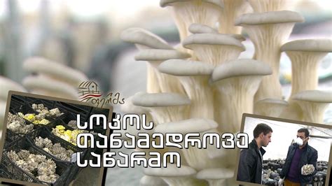 ფერმა იტალიური მიცელიუმი უახლესი ტექნოლოგია და მიწისქვეშეთში აღმოცენებული სამეფო Youtube