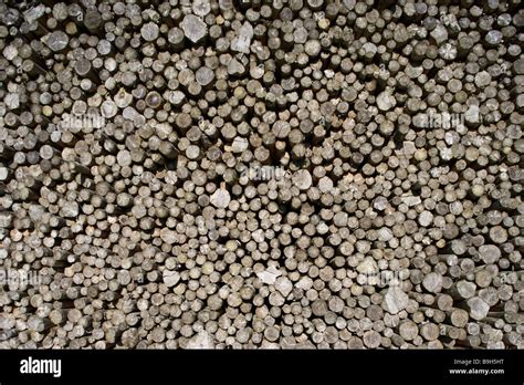 Lumberyard Place Tree Trunks Campsite Trees Stacked Pleases Trunks Cuts Storage Symbol Deforest