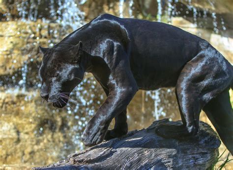 Black Panther Carnivorous Cat