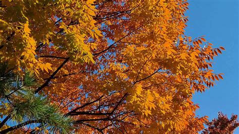 본색을 드러낸 느티나무 단풍 복자기 단풍 팥배나무 단풍 가을 네이버 Tv