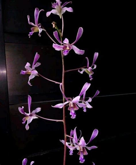 Anower Hossain On Linkedin Orchids