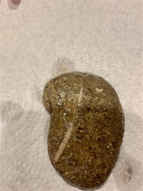 Crinoid Stem R Fossilid