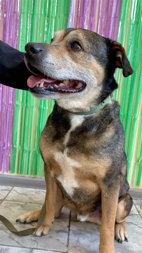 Він кіт однолюб Любив своїх людей усім серцем був лагідним і довірливим Але вони виїхали за