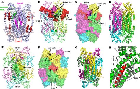 Tetrameric Structure Of Wild Type And Models Of Asl Exon 2 Or Exon