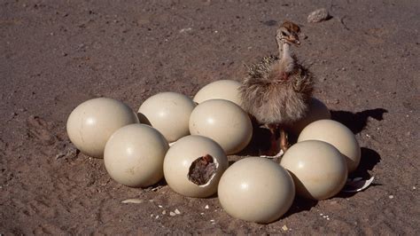 How Many Protein In An Ostrich Egg At Derrick Evans Blog