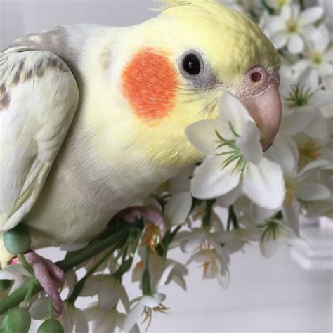 My Beautiful Girl Passed Away Recently Heres My Favourite Picture Of Her Scrolller