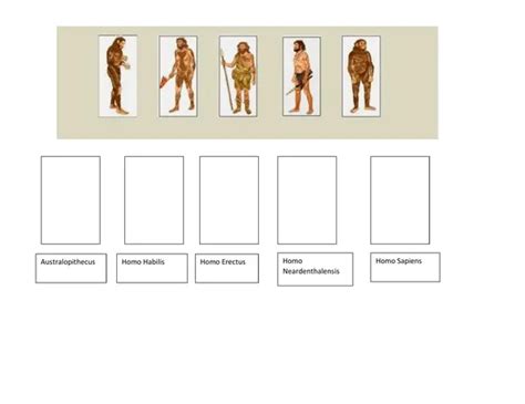 Evolución Del Hombre Profesocial