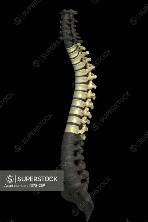 Three Quarter View Of The Human Spinal Column Or Spine The Thoracic