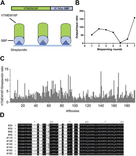 Generation Of Human Tmem16f Specific Affibodies Using Purified Tmem16f Pmc