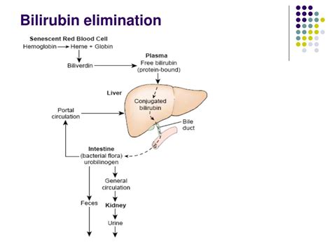 Bilirubin Part 1 Total Direct And Indirect Bilirubin