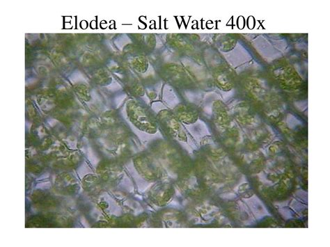 Elodea Cell In Saltwater Labeled