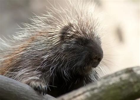 Wat Is Die Tipe Leesbegripsvaardighede Onderwys