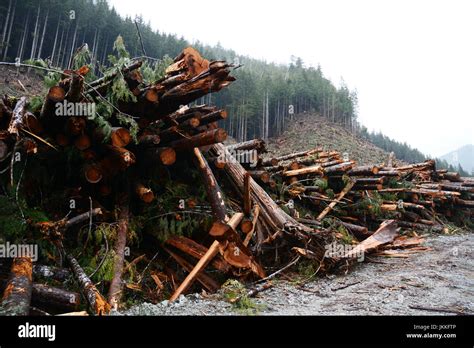 Tree Slash On A Remote Logging Road And Clearcut Site In An Old Growth Temperate Rainforest Near