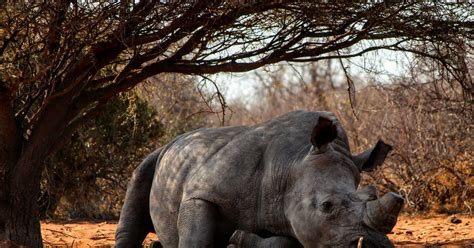 Recording Gender And Environmental Crime Royal United Services Institute