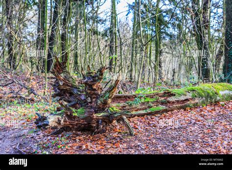 Fallen Tree With Thick Fluted Trunk In A Forest Is To Digest Slowly To Food For New Trees Stock