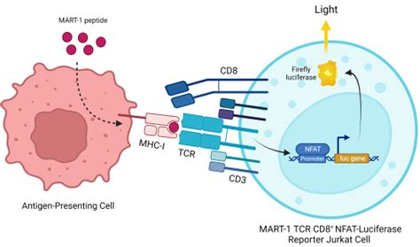Antigen Specific Tcr Tools