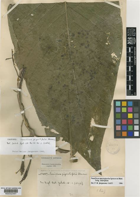 Passiflora Macrophylla Spruce Ex Mast Plants Of The World Online