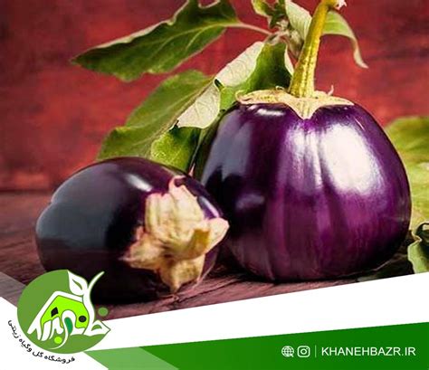 بذر بادمجان دلمه بنفش ایتالیا خانه بذر فروشگاه بذر وارداتی گل و