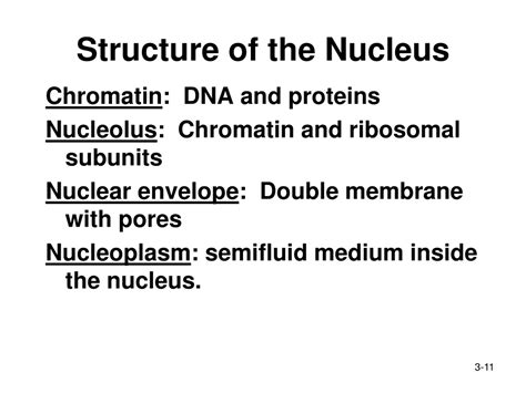 PPT Exploring Cell Structure And Function In Biology PowerPoint Presentation ID