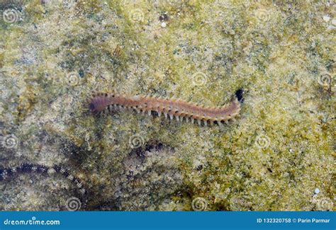 A Sea Centipede Bristle Worm Polychaete Crawling Over Coral Stone