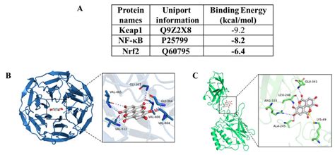 Binding Mode Of Ea With Keap1 Nrf2 And Nf κb By Molecular Docking