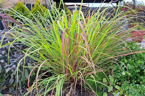 Sow And Grow Lemongrass Crazy For Gardening