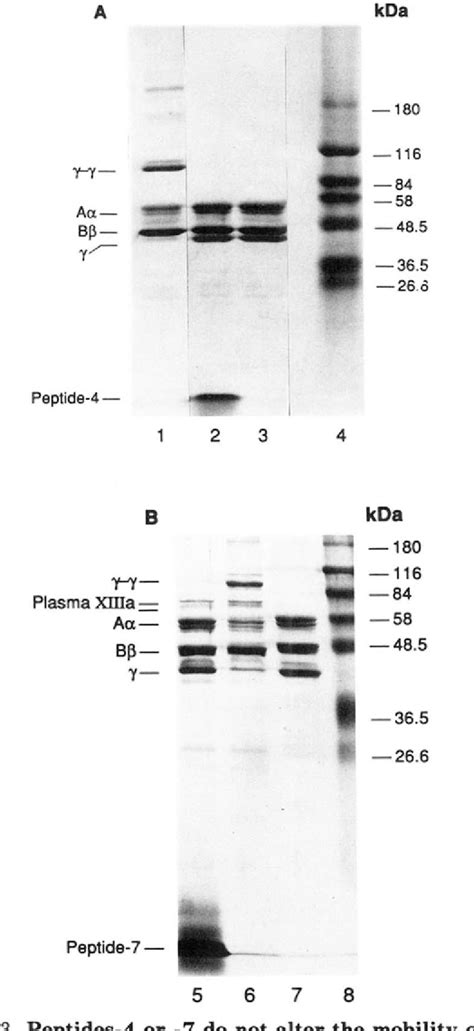Figure 1 From Factor Xiiia Derived Peptides Inhibit Transglutaminase Activity Semantic Scholar