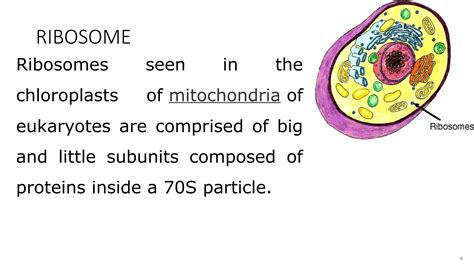 Cell Structure Powerpoint Presentationpptx Biological Sciences Science Cell Structure Powerpoint Presentationpptx Biological Sciences Science