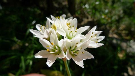 28 Edible Weeds You Can Find In Your Own Backyard