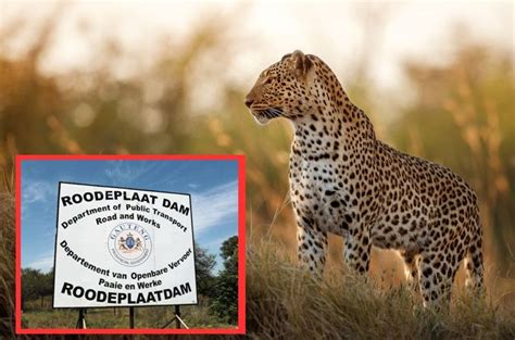 Warning Leopard On The Loose In Roodeplaat Dam Nature Reserve Warning Leopard On The Loose In Roodeplaat Dam Nature Reserve