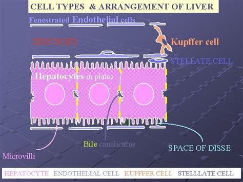 Liver Pancreas Function Of Liver 1 Syntesis Bile