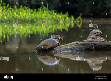A Yellow Bellied Turtle Trachemys Scripta Scripta Costa Rica Stock