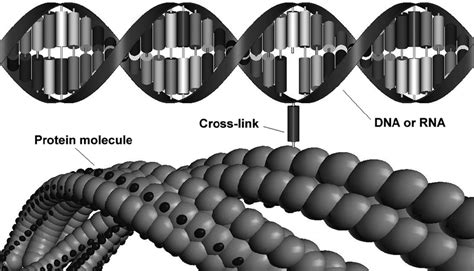 6 Thymine Dimerization Can Also Occur Between Dnarna And Adjacent
