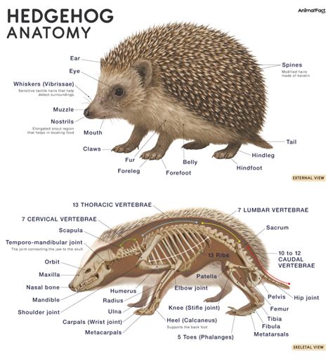 Hedgehog Types Size Habitat Diet Lifespan And Pictures