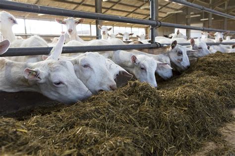 Geiten In De Stal Boerenleven