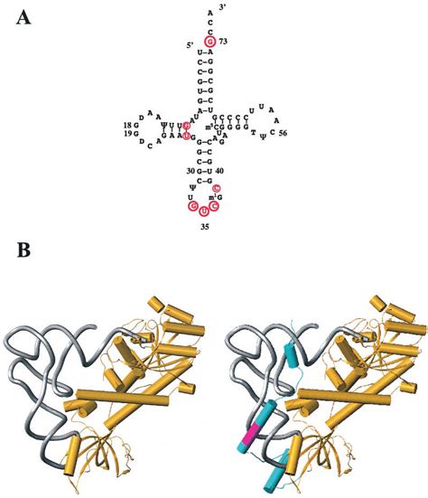 Structure Of Yeast Trna Asp With Asprs Recognition Elements Emphasized