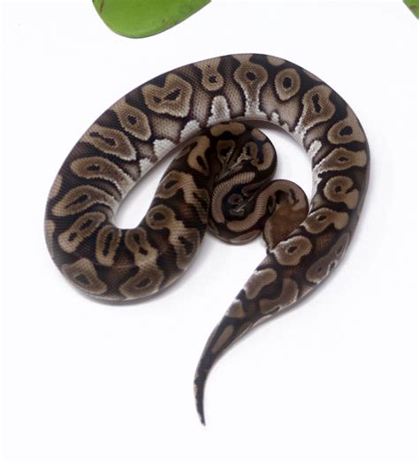 Hgw Het Red Axanthic Female Dynasty Reptiles Hgw Het Red Axanthic Female Dynasty Reptiles