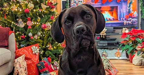 Another Picture Of My Dog Franz Ferdinand Album On Imgur