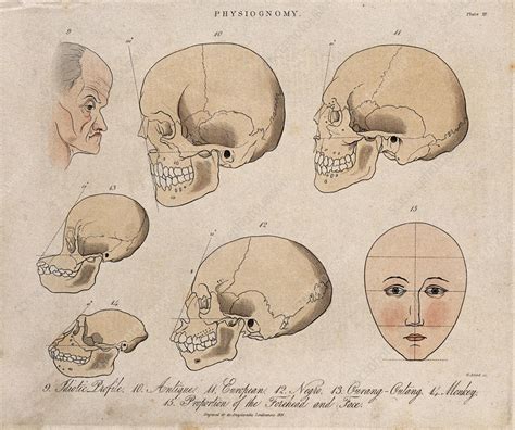 Physiognomy 19th Century Illustration Stock Image C0571606