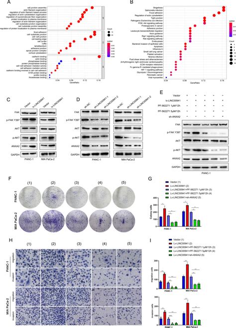 Linc00941 Promotes Pancreatic Cancer Malignancy By Interacting With