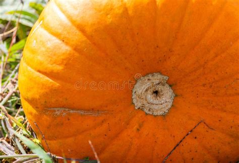 Fresh Pumpkin In A Pumpkin Patch On A Farm Close Up Bottom Of Pumpkin
