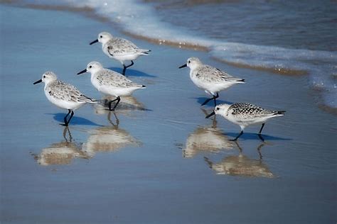 A Walk On The Beach By Sandy Woolard Coastal Birds Sea Birds Bird Art