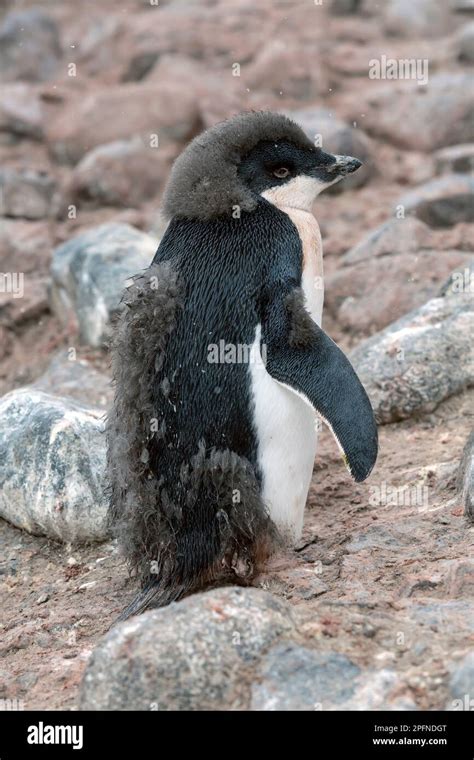 Antarctic Peninsula Paulet Island Adelie Penguin Pygoscelis Adeliae