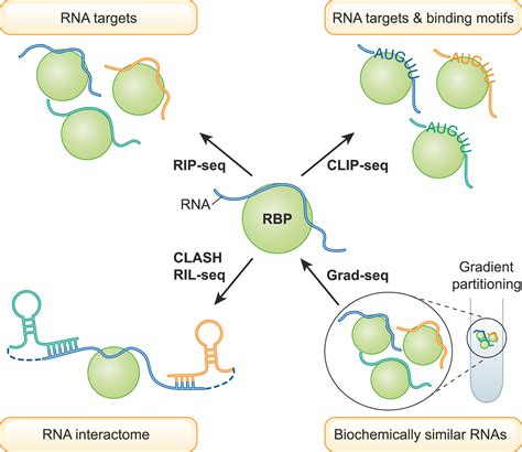 Bacterial Rna Biology On A Genome Scale Molecular Cell