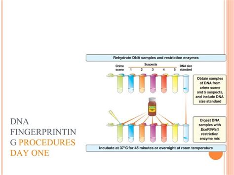 Dna Fingerprinting And Forensic Applications Ppt