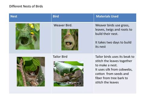 Birds Claws And Feathers Pptx Birdwatching Hobbies And Interests