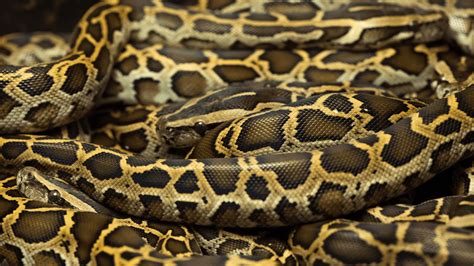 Scientists Propose Eating More Python Popular Science